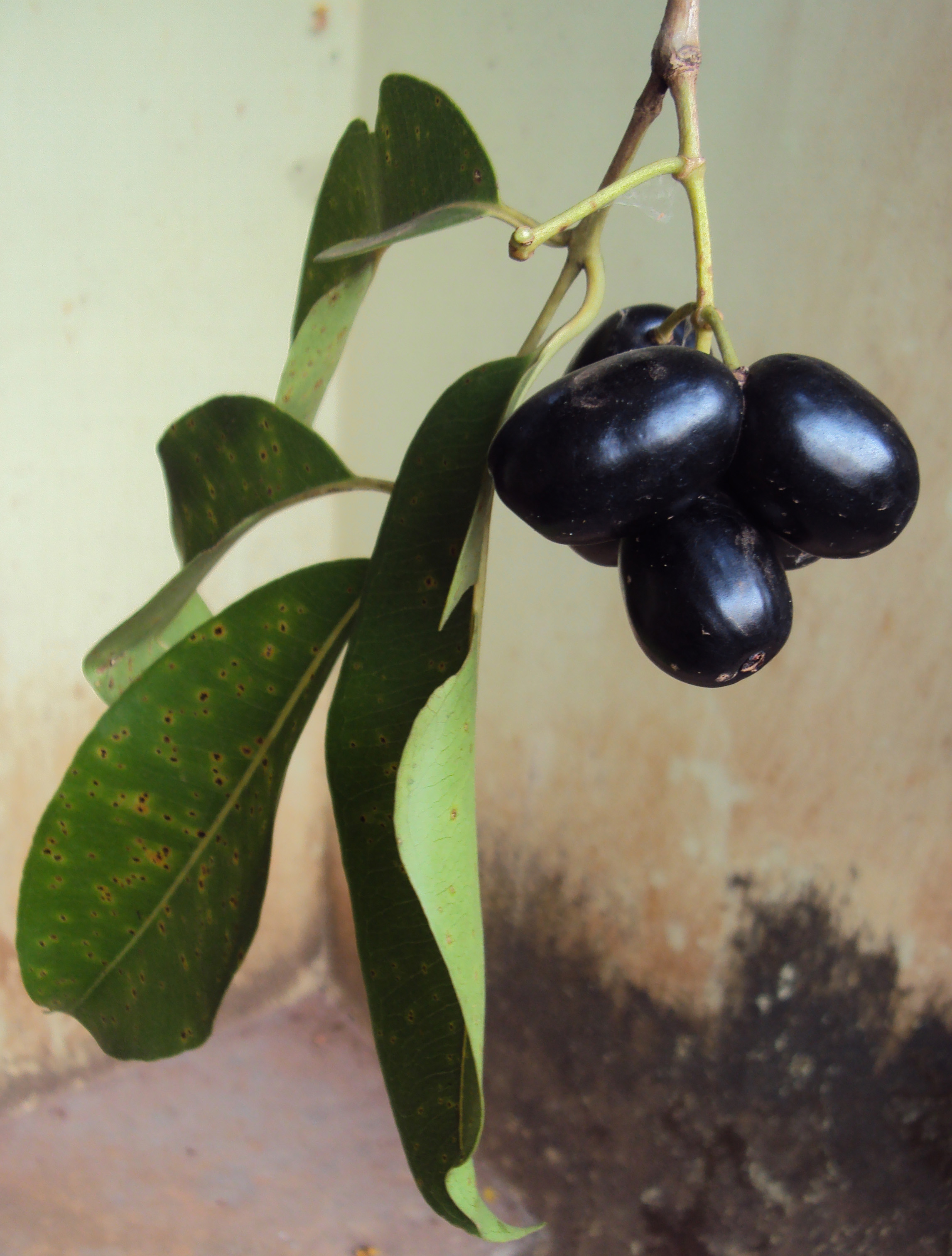 White Jamun